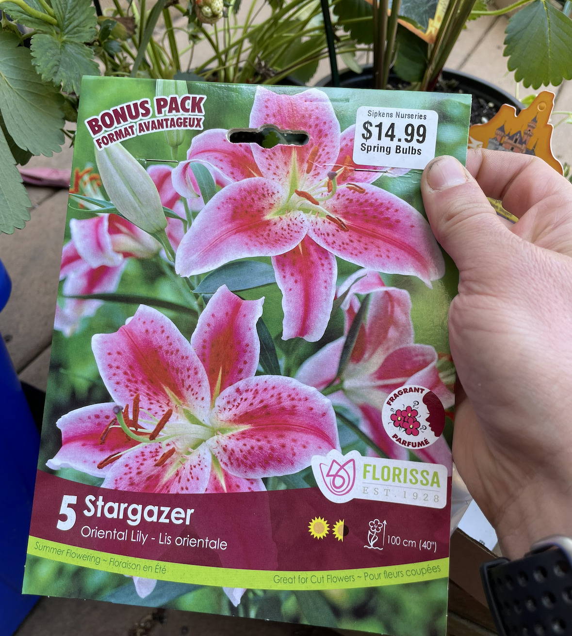 Stargazer Lily : How to add Fragrance and colour to your garden